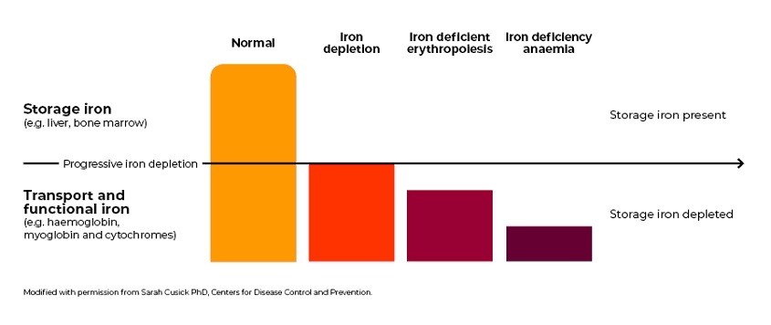 Iron, an essential fuel - Dr Anoop Agrawal